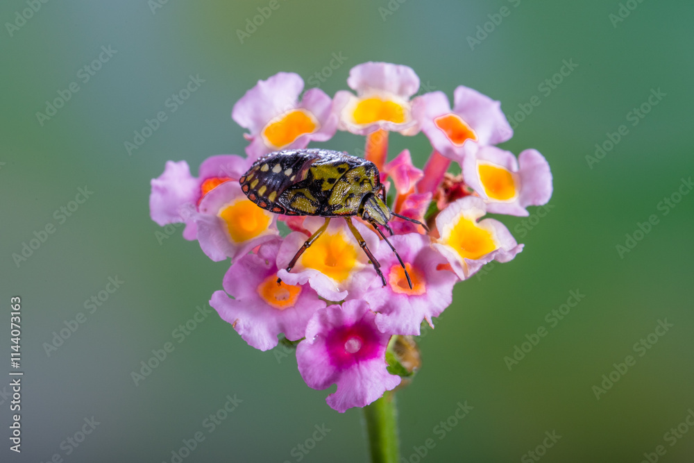 Scutelleridae is a family of true bugs. They are commonly known as ...