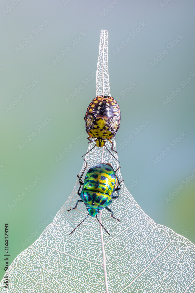 Scutelleridae is a family of true bugs. They are commonly known as ...