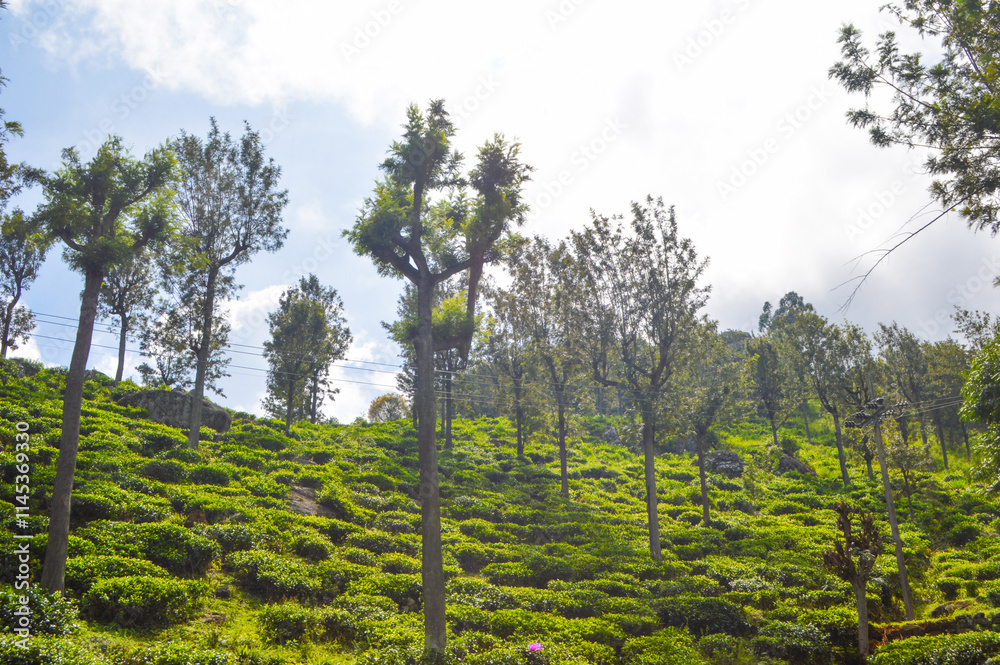 Colonial tea estates initiated by the British Empire, surrounded by ...