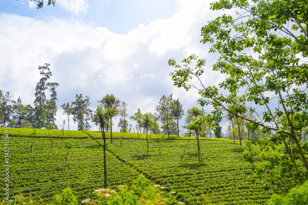Colonial tea estates initiated by the British Empire, surrounded by ...