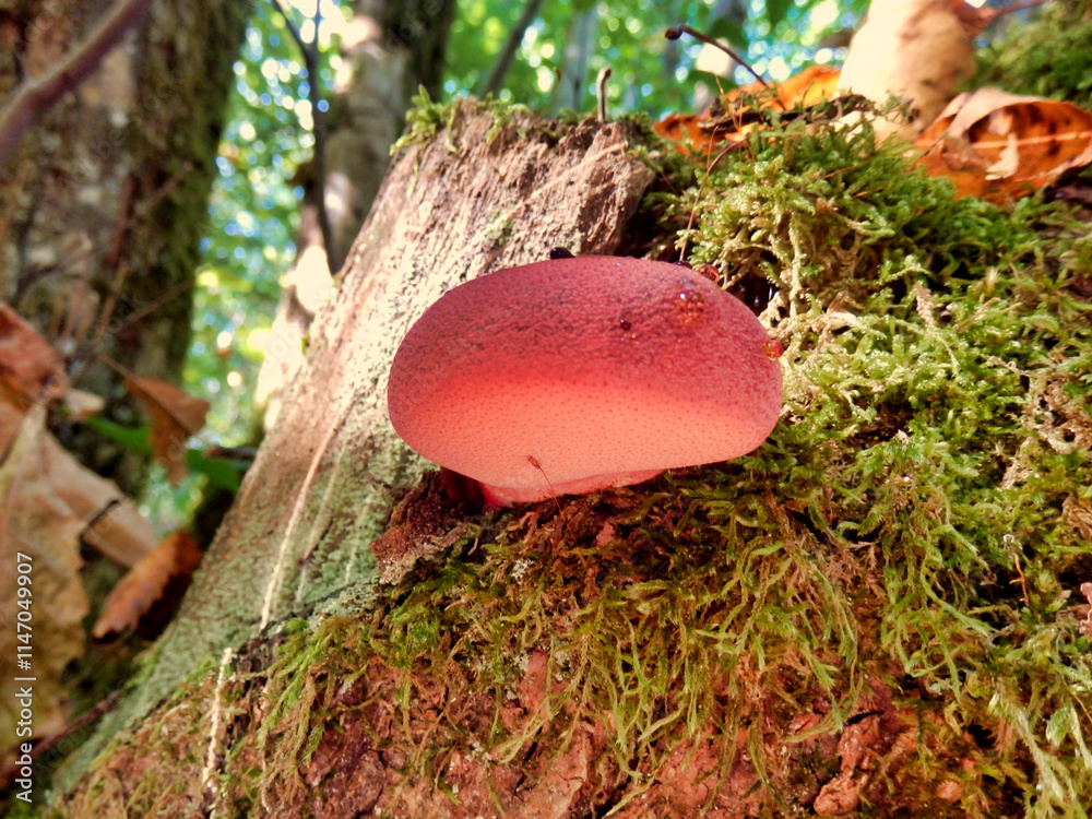 Beefsteak or Ox-tongue fungus aka Fistulina hepatica just emerging from ...