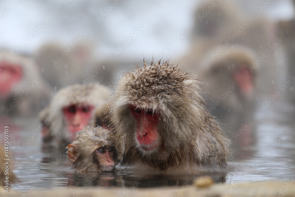Japan monkey bathing in a snowy hot spring Stock Photo | Adobe Stock
