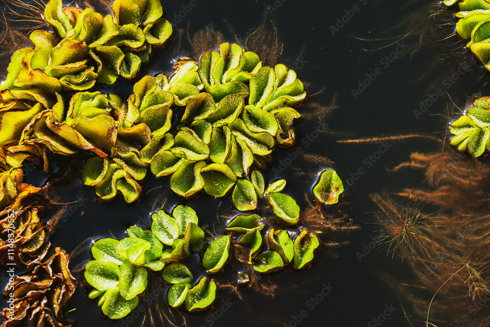 Fresh and green leaves of African payal, Giant salvinia, Kariba weed ...