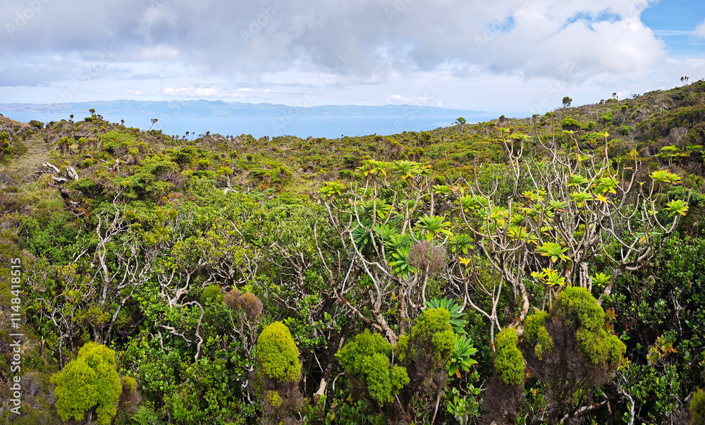 Vegetation at trekking path Caminhos dos Burros with island Sao Jorge ...
