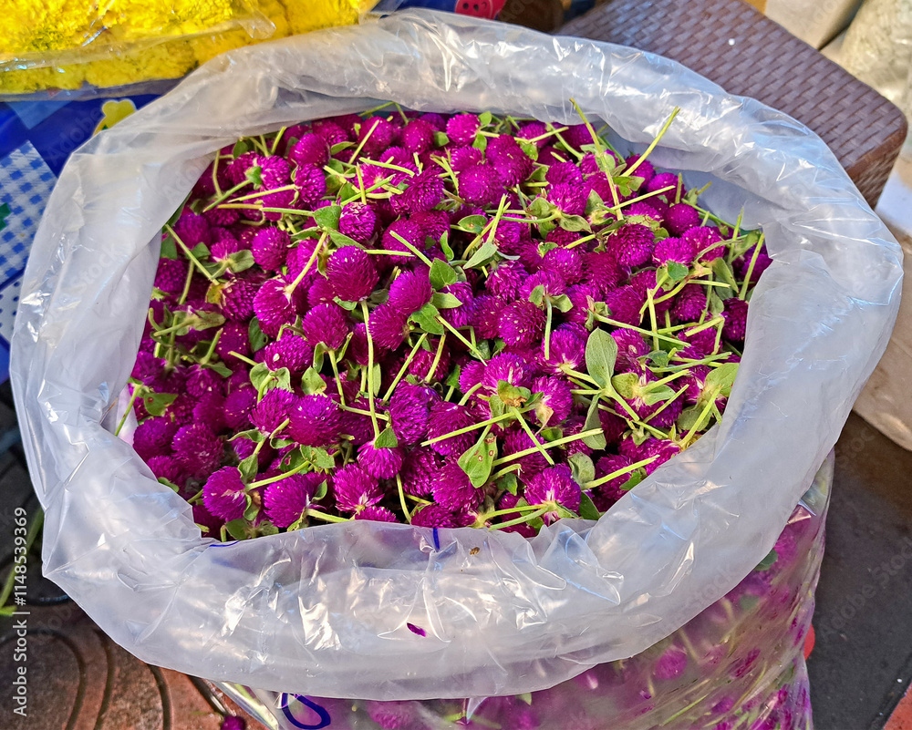 Close-up of plastic bag with heads of globe amaranth flowers for ...