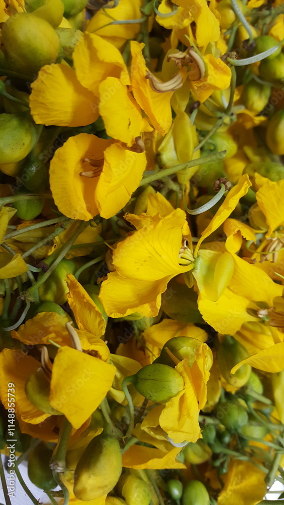 The ranawara flower, also known as Senna auriculata. Ranawara can be ...