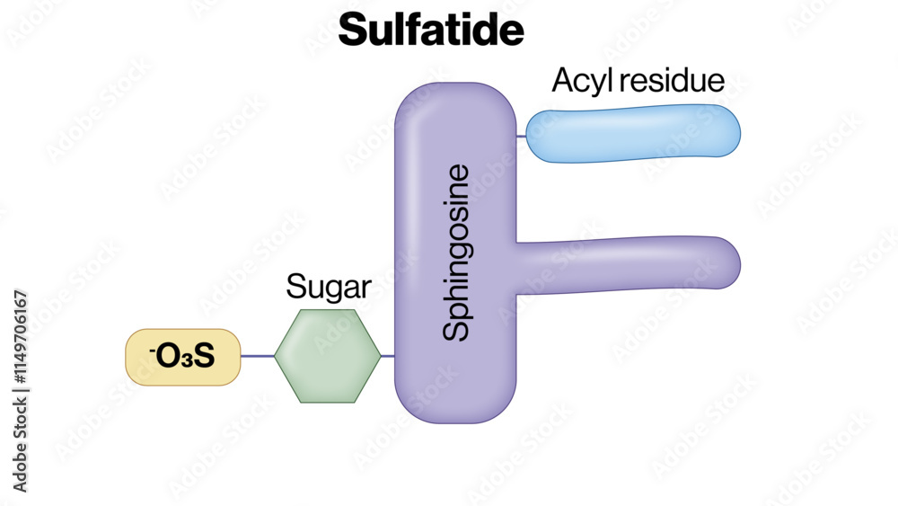 Structure of Sulfatide, Chemical Formula, Lipid Structure, Glycolipid ...