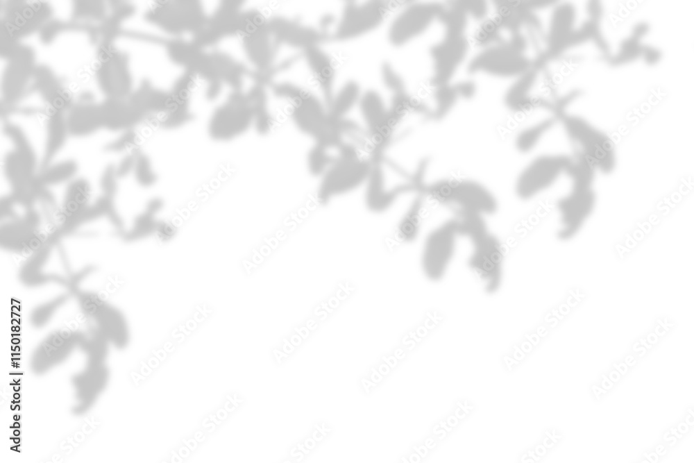 Natural leaf shadow effects isolated on transparent background. Blurred ...