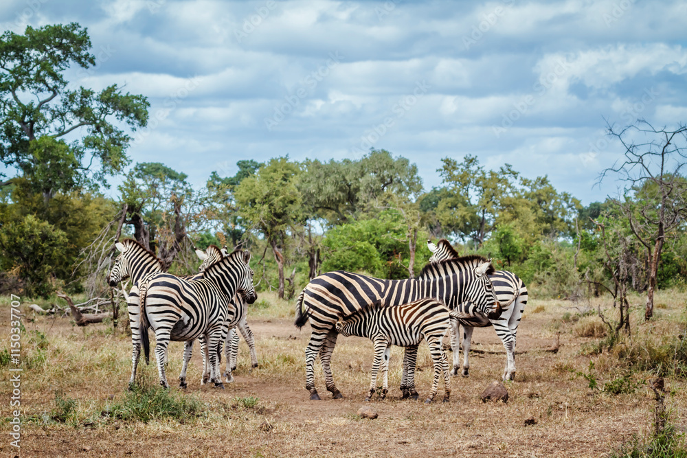 Zebra, Baby animal, Bonding, Suckling, Mother, Calf, Young animal ... Zebra, Baby animal, Bonding, Suckling, Mother, Calf, Young animal ...
