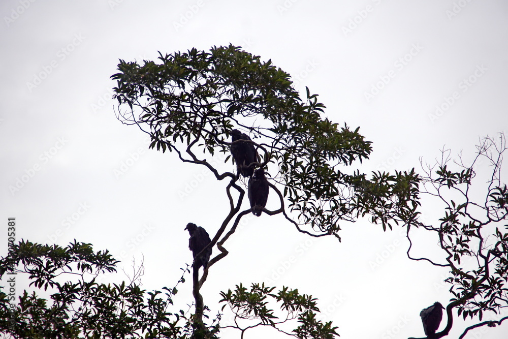 Black vultures (Coragyps atratus) in silhouette, perched in a tree in ...