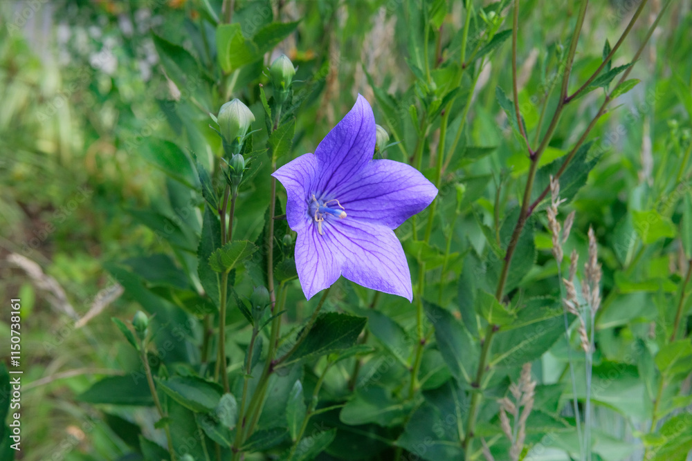 Cottage garden. Platycodon grandiflorus is blooming. Blue romantic ...
