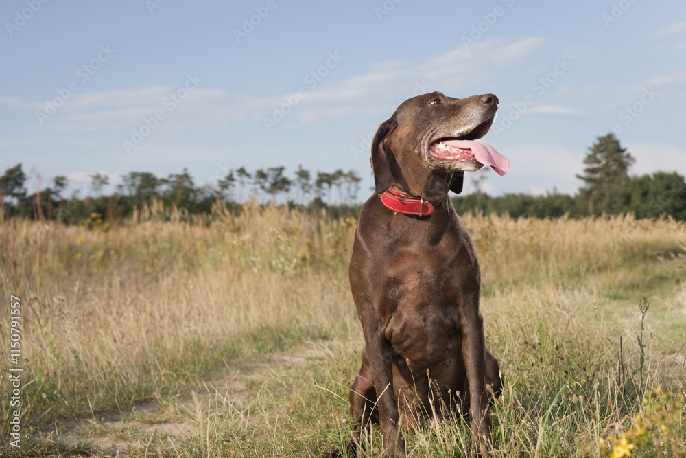 Single older german shorthaired pointer female in field Stock Photo ...