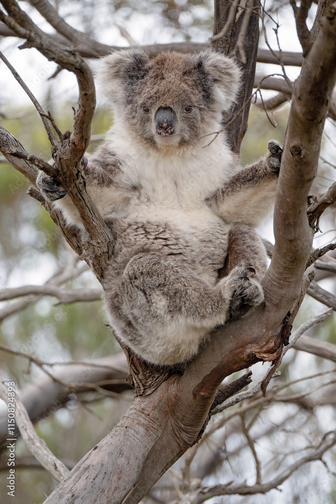 koala, iconic native Australian marsupial, awake, eucalyptus gum tree ...