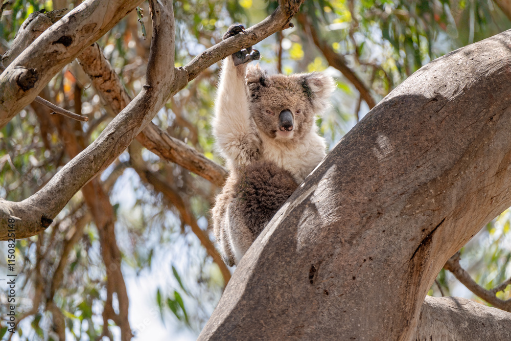koala, iconic native Australian marsupial, awake, eucalyptus gum tree ...