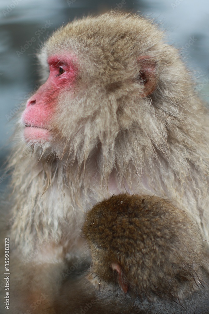 Snow Monkey Mother Hugging Her Baby in a Hot Spring, Jigokudani, Nagano ...