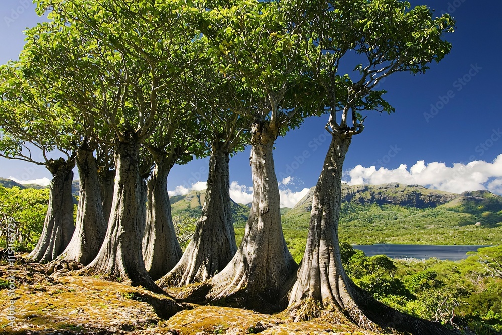New Caledonia's landscapes boast breathtaking natural beauty, featuring ...