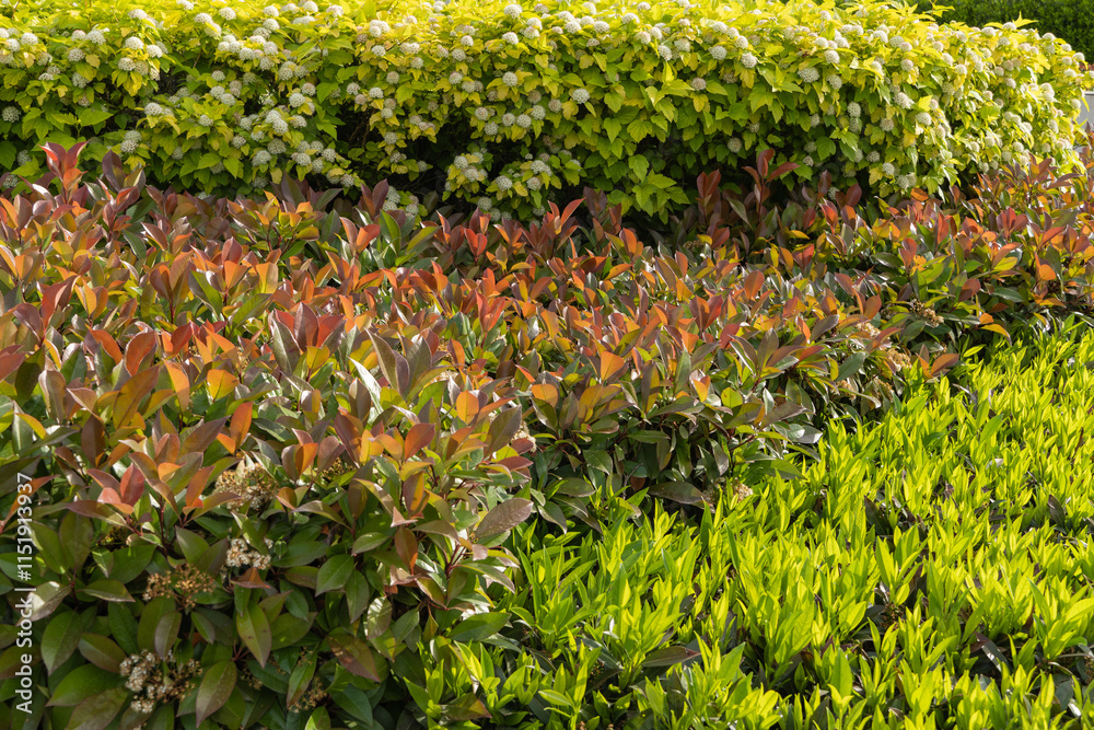 French garden is located in Krasnodar park. Flowering topiary bushes of ...
