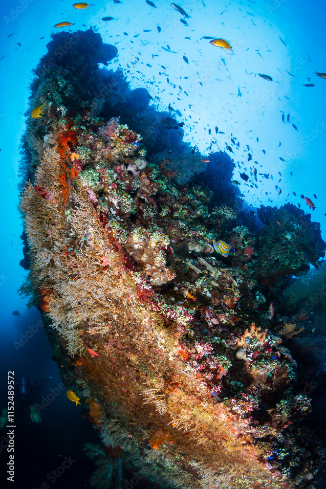 Tropical fish swimming around the underwater ww2 shipwreck USAT Liberty ...