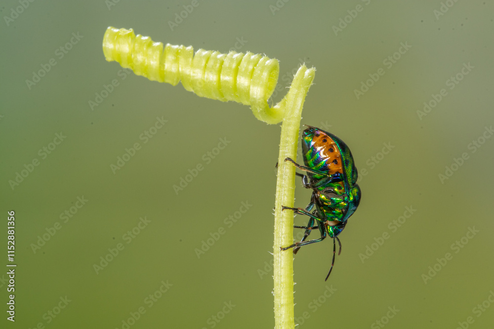 Scutelleridae is a family of true bugs. They are commonly known as ...