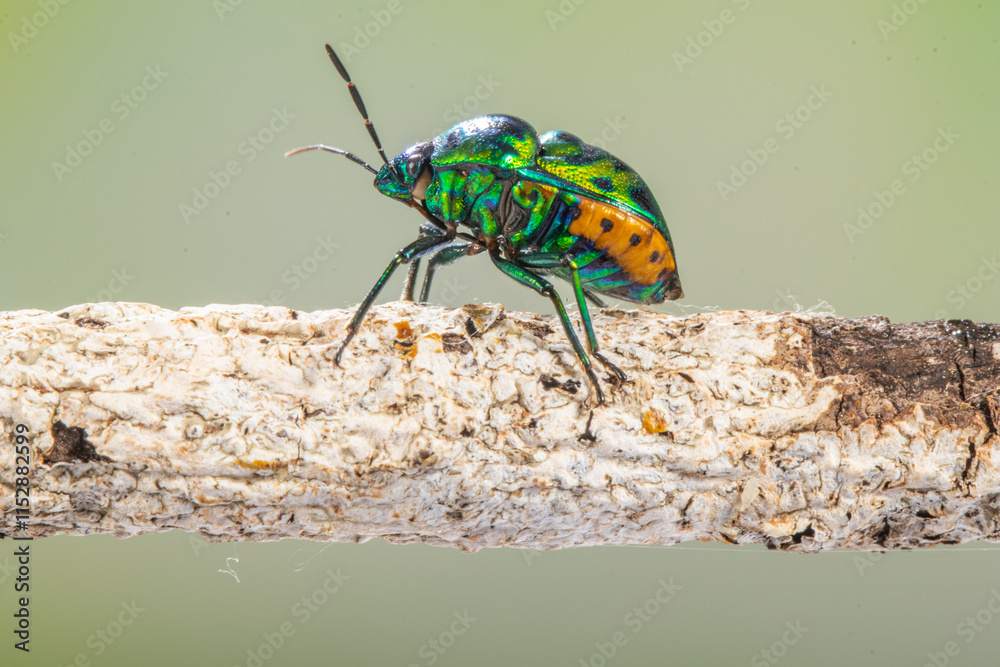 Scutelleridae is a family of true bugs. They are commonly known as ...