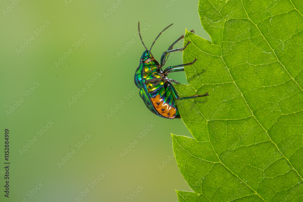 Scutelleridae is a family of true bugs. They are commonly known as ...