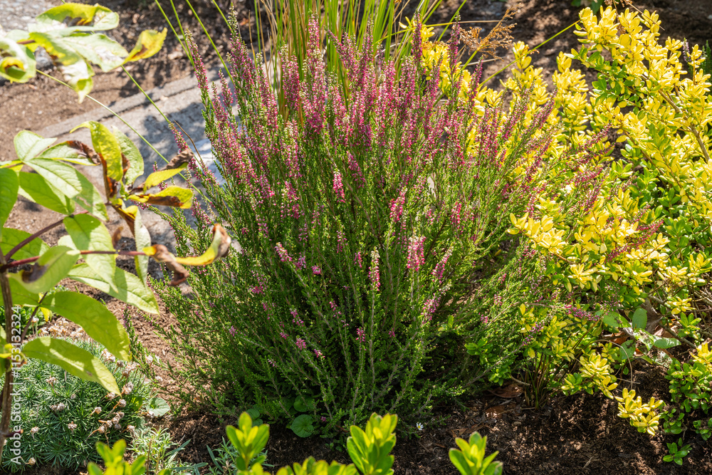 Common heather (Calluna vulgaris) is the sole species in the genus ...