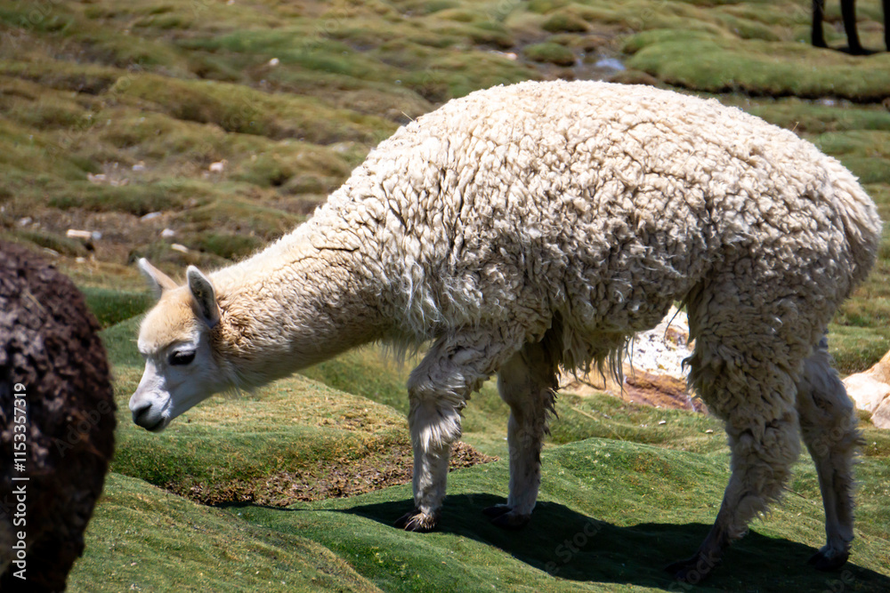Gorgeous Andean wildlife with alpacas and llamas grazing in Salinas y ...