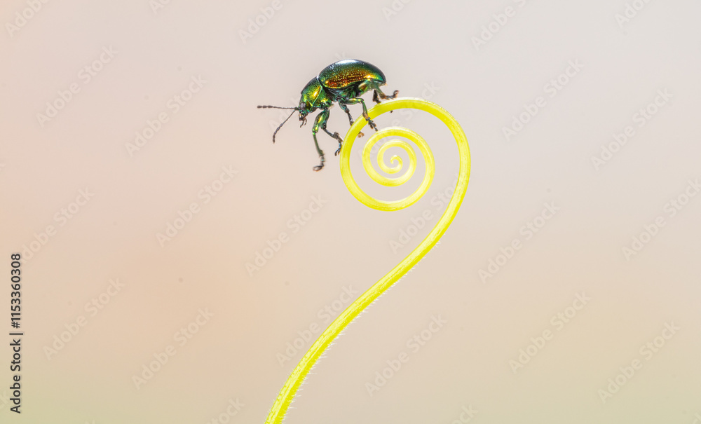 Scutelleridae is a family of true bugs. They are commonly known as ...