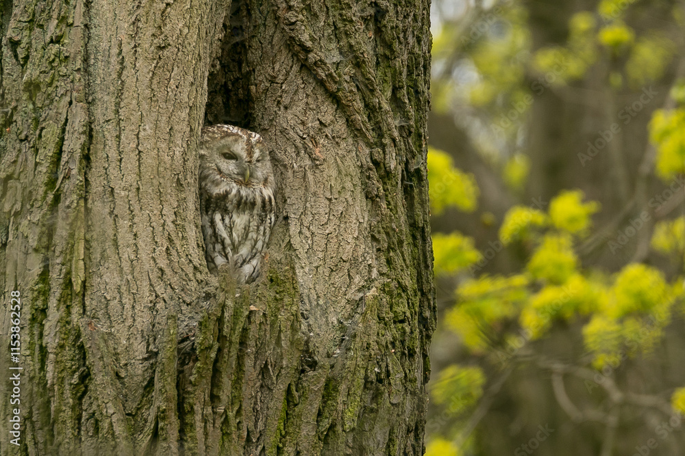tawny owl, owl in a hole, strix, aluco, spring, nest, breeding season ...