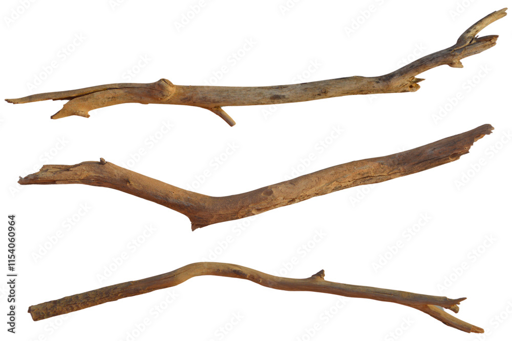 Realistic dry branches isolated on transparent background. Dead tree ...