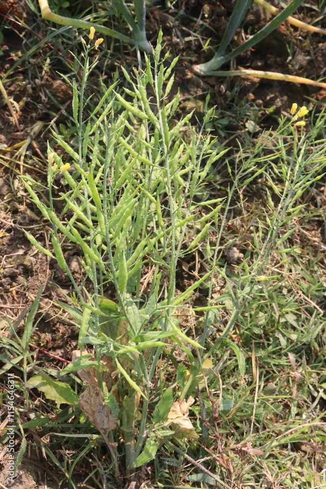mustard farm on field for harvest are cash crops Stock Photo | Adobe Stock