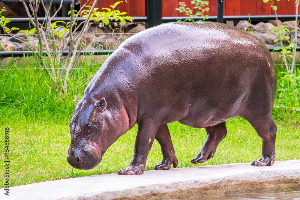 Fat hippo with shiny skin and small ears while eating the grass Stock ...