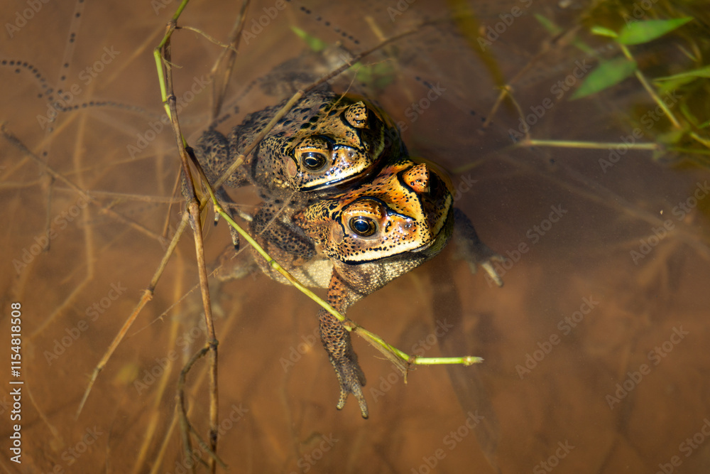 Rhinella marina toads in breeding season, clasping each other in a ...