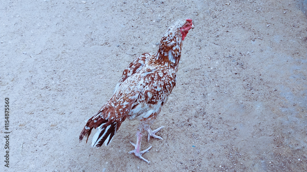 Gamecock aseel rooster asil male chicken pure breed fowl poultry bird ...