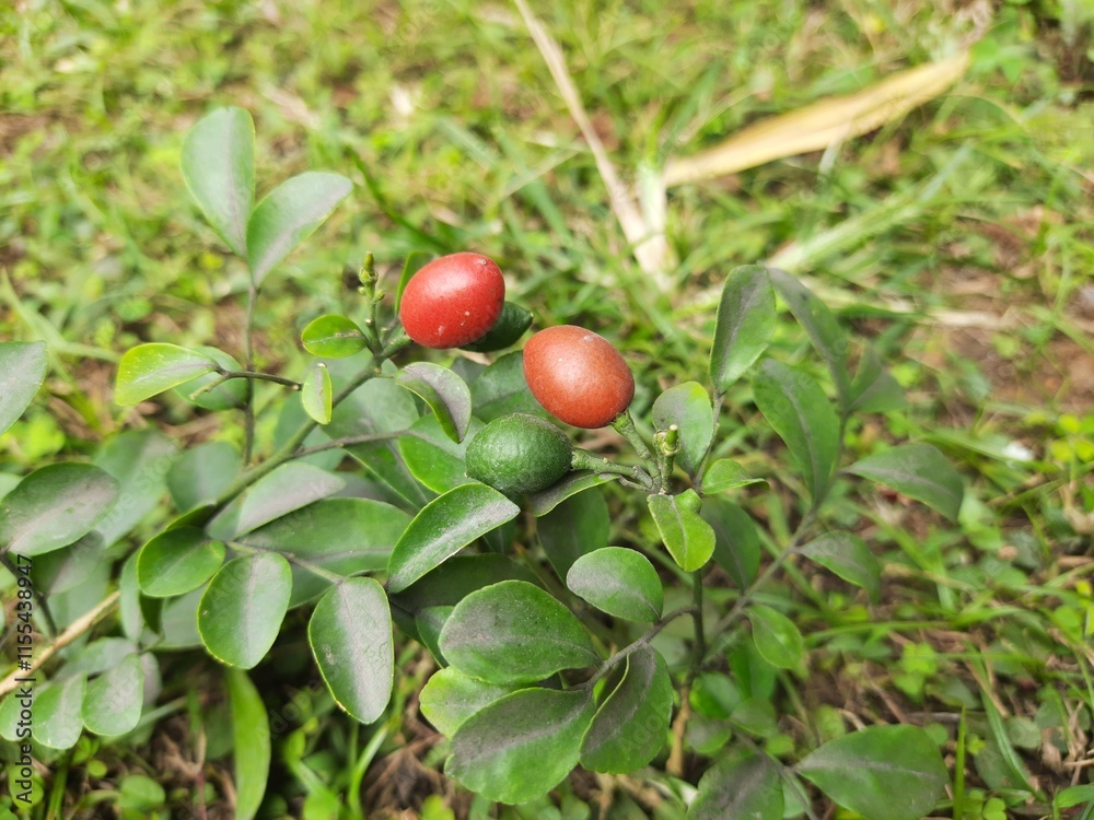 Murraya paniculata fruits. Its other names orange jasmine, orange ...