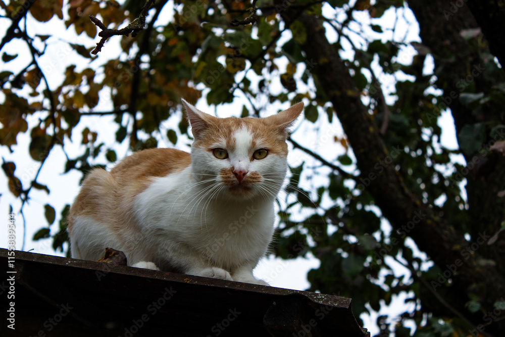 Grumpy white cat with orange patches, showcasing a moody expression. A ...