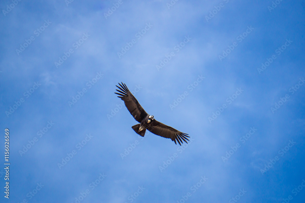 Iconic Andean condor in flight at Mirador del Condor in Peru ...
