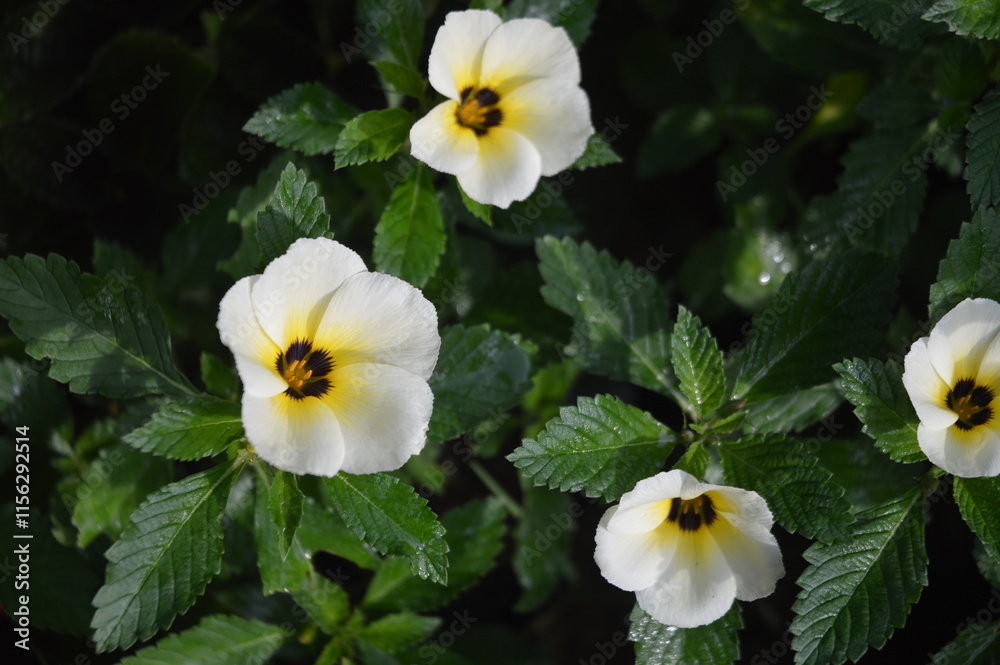This Eight O'Clock Flower, is a species of the Passifloraceae family ...