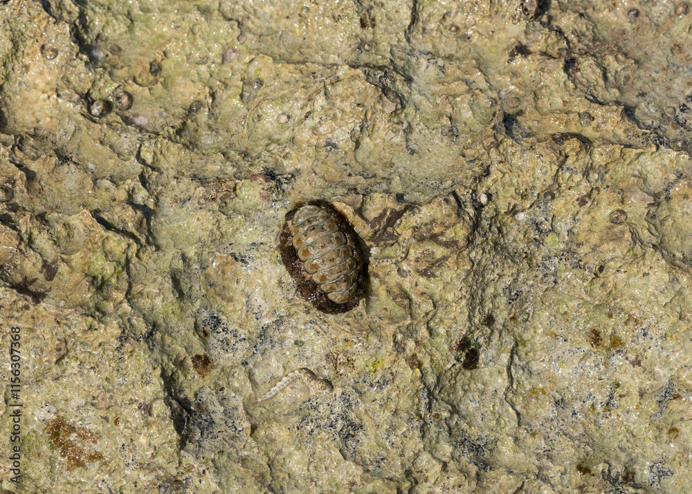 Acanthopleura haddoni, tropical species of chiton. The fauna of the Red ...