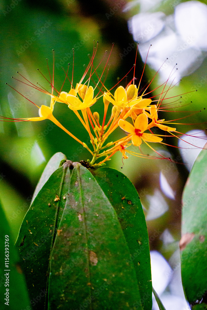 Saraca asoca (ashoka tree, Pohon asoka) tree. In traditional Buddhist ...