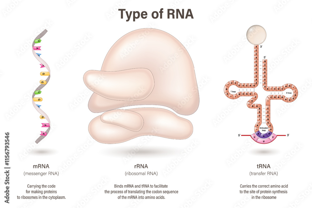 Types of RNA vector. Messenger RNA (mRNA), transport RNA (tRNA) and ribosomal RNA (rRNA). Stock ...