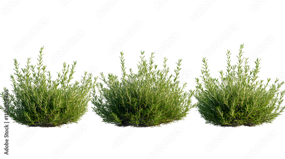 rosemary, (Salvia rosmarinus, Rosmarinus officinalis) plant set frontal ...