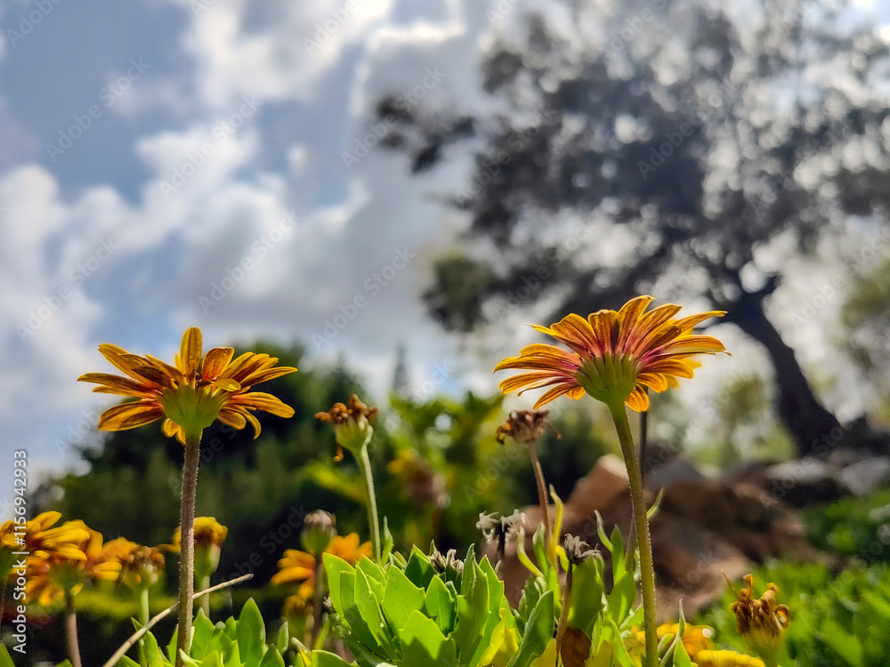 Macro view from below of colorful flowers in sunshine on sky background ...