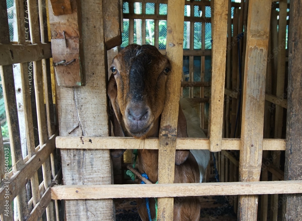 goat head coming out of the pen, goat farming in a traditional pen ...