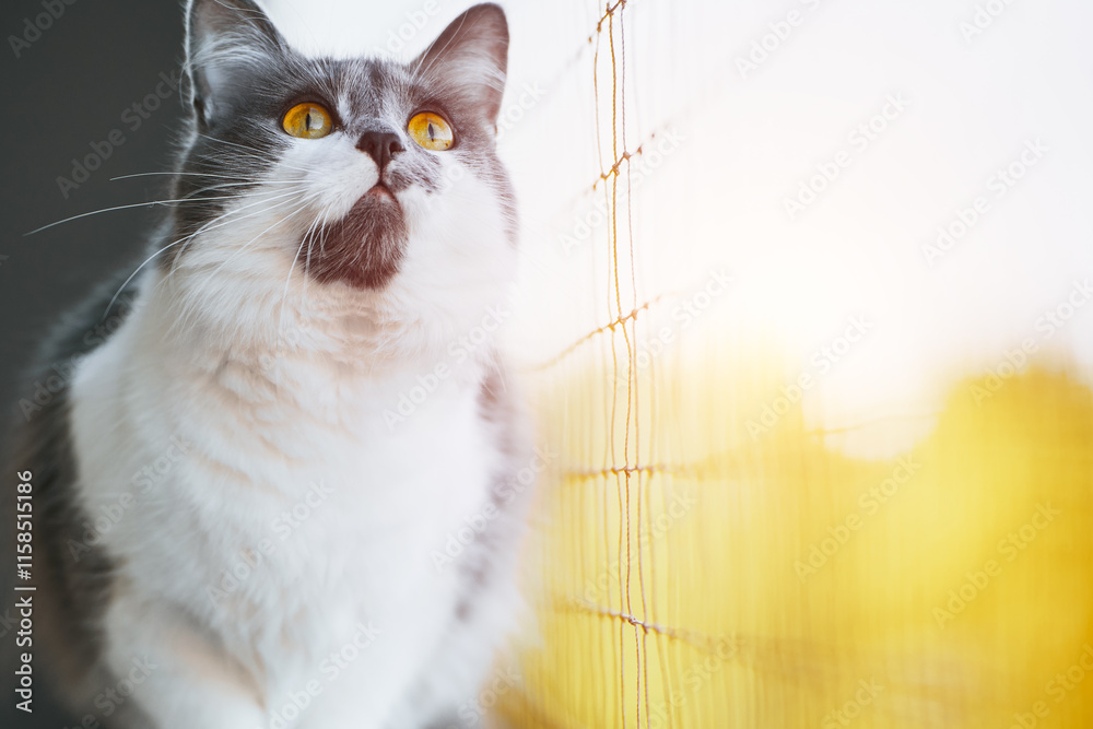 Safety net protecting young cat from the falling off balcony Stock ...