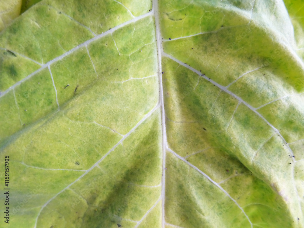 Tobacco plants in the field, growing tobacco in natural conditions ...