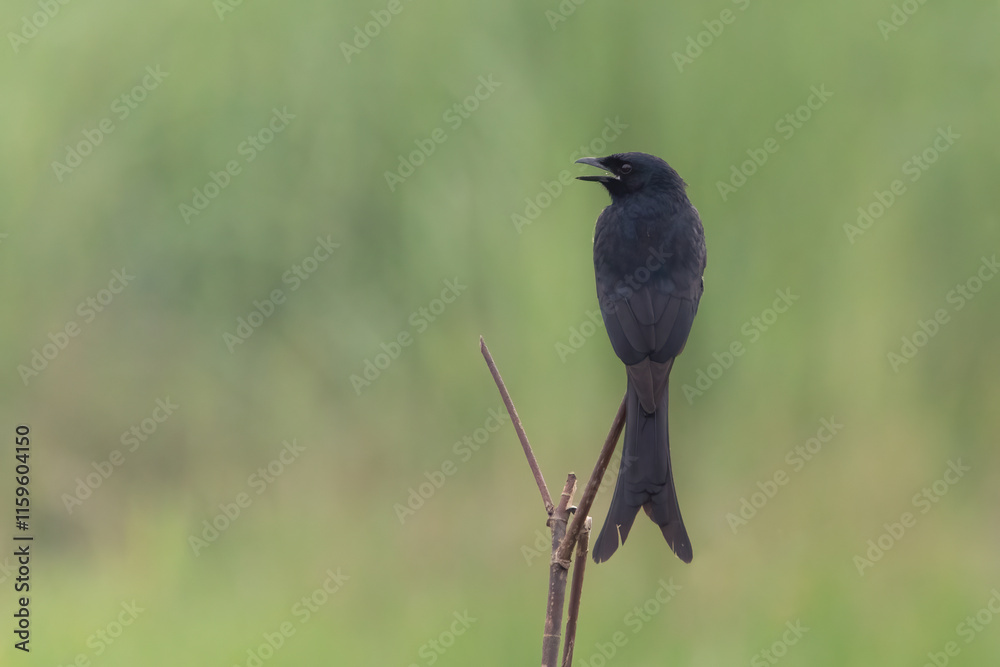 The black drongo is a small Asian passerine bird of the drongo family ...