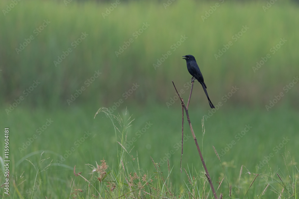 The black drongo is a small Asian passerine bird of the drongo family ...