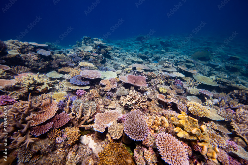 Marine Conservation - Growing corals on coral propagation underwater ...