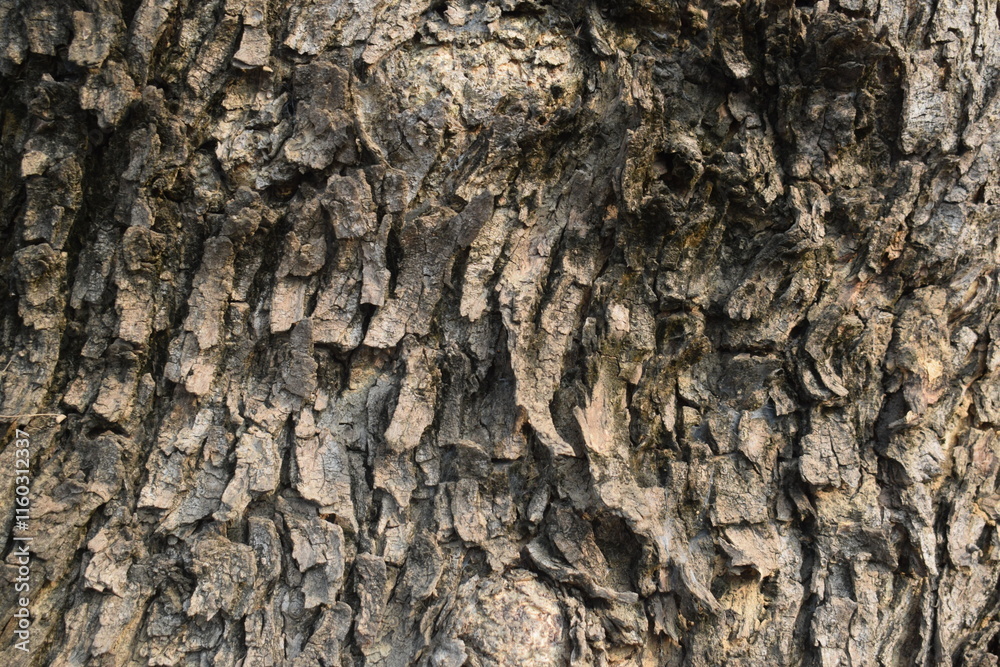 brown dry bark Dark and light brown tones, tree trunk , close up wood ...